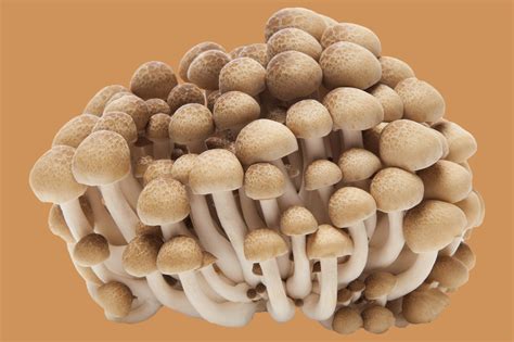 14 Types Of Mushrooms And Their Uses Epicurious