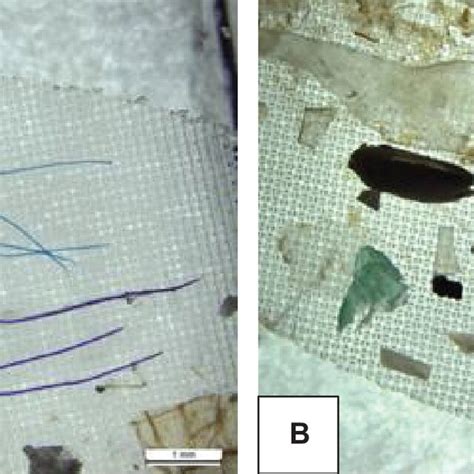Fibers A And Different Mp Particles Retrieved From The Samples Download Scientific Diagram