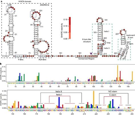 中山大学杨建华 屈良鹄团队发现调控RNA剪接的新类型非编码RNA 生物科技 健康一线资讯