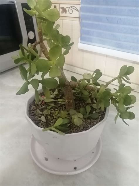 سست شدن برگ ها و ساقه های یشمکاکتوس و ساکولنت