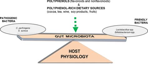 Impact Of Polyphenols And Polyphenol Rich Dietary Sources On Gut