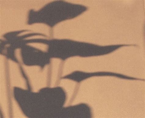 Tan Tan Aesthetic And Aesthetic Image 8518431 On