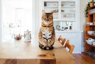 Conditional Vs Subjunctive Mood Definition Examples Lesson Study Com