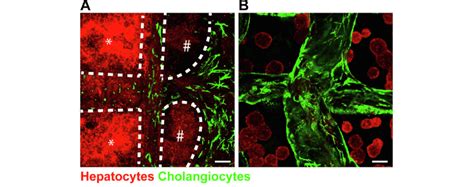 Enabling Hepatocyte Cholangiocyte Co Culture A Maximum Intensity