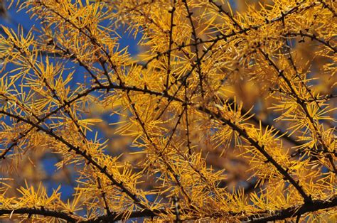 dahurian larch larix gmelinii growing guides