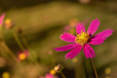 무료 사진 핑크 활기찬 꽃 꽃 자연 색 꽃잎 플로 라 흐림 밝은