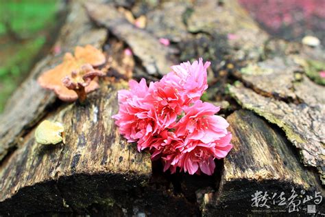 南投縣埔里鎮暨南大學櫻花 LaLa彰 數位島嶼