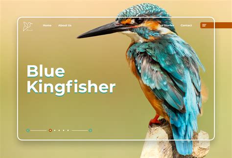 Humming Bird Ui Design By Fabry Alex Design On Dribbble