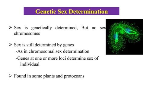 Sex Determination And Sex Linkage Dr Pratibha Bisen PDF Reproductive Health Diseases And