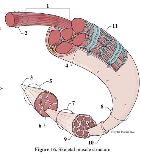 Skeletal Muscle Structure Diagram Quizlet
