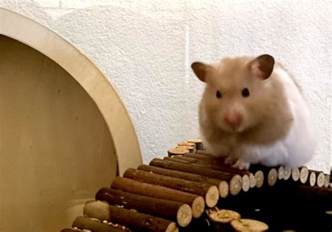 Building An End To End Mlops Pipeline Using Aws Sagemaker By Heiko Kromer D One Medium