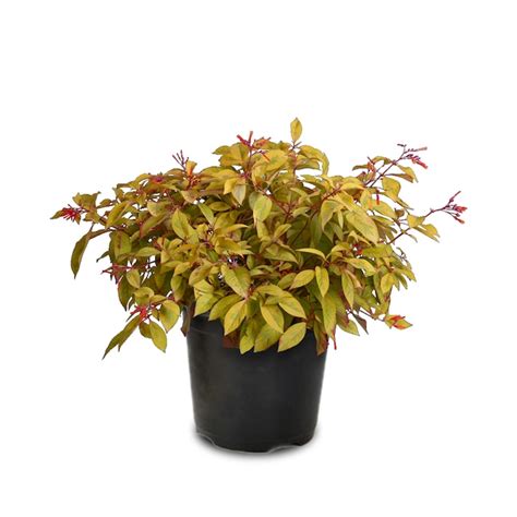 Lowes 15 Gallon Red Lime Sizzler Firebush 1 Pack Low Maintenance