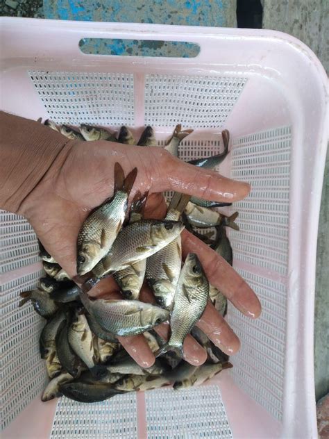 پخش کپور و بچه ماهی ، قزل ، خوراک در تبریز