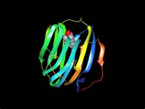 File Sex Hormone Binding Globulin Png Wikimedia Commons