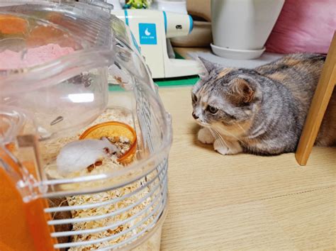 고양이가 혼자 있는 시간에 도움을 주는 방법들 분리불안의 원인과 증상 대처와 예방법