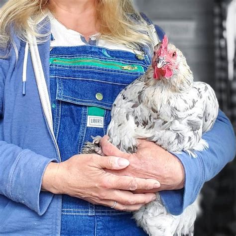 Lisa Steele Fresh Eggs Daily® Fresheggsdaily • Instagram Photos And Videos Fresh Eggs