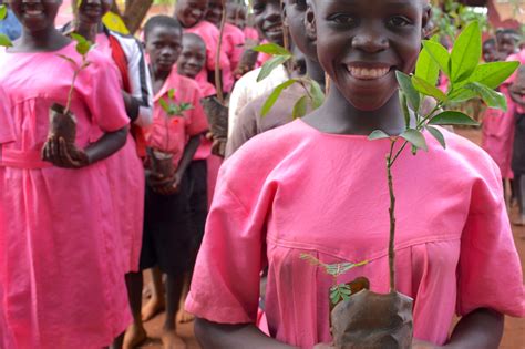Sustainable Orchards And Agroforestry In Uganda Globalgiving