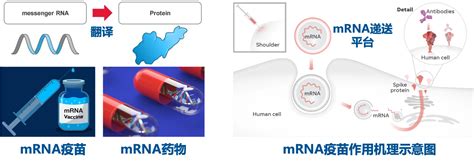 Mrna治疗学研究