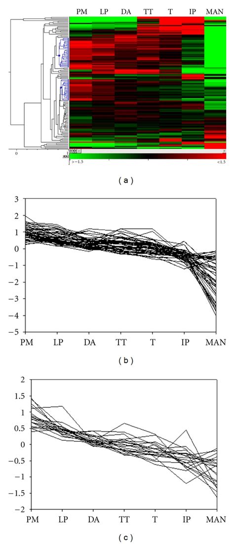 Hierarchical Clustering Of 125 Wheat Transcripts That Were Regulated Download Scientific