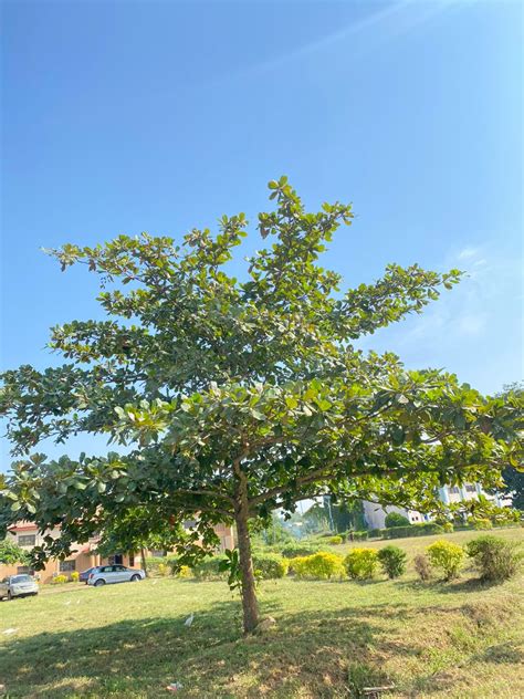 Terminalia Catappa Tech4forest