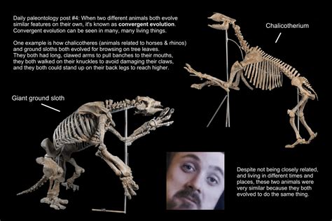 Daily Paleontology Post 4 Convergent Evolution In Two Large Cenozoic