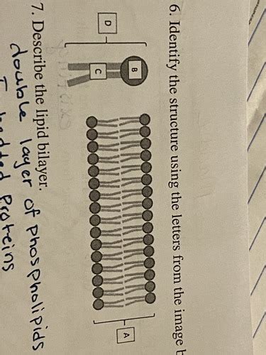 Ch 8 Cell Structure Function Study Guide Flashcards Quizlet
