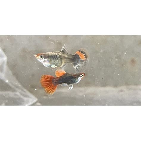 蝦迷水族丹頂禮服 高蛋白飼料 品系孔雀 飼料 水族 飼料 蝦皮購物