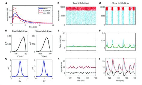 Synchronization And Network Oscillation Induced By Slow Inhibition In Download Scientific