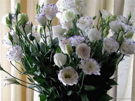 Planting And Care For Perennial Eustoma In The Garden