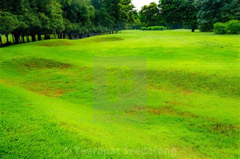 Background Green Field Pictures Myweb