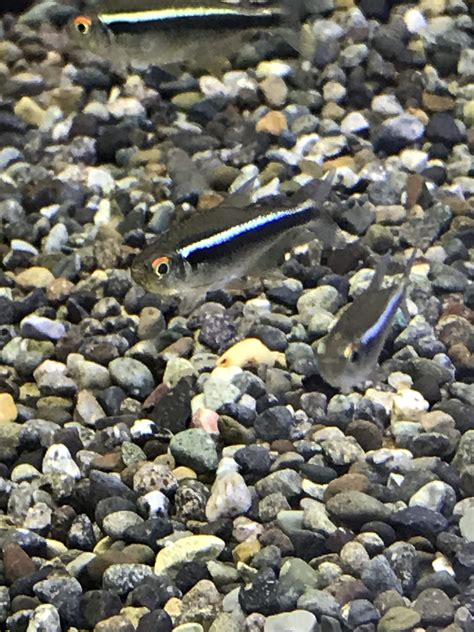 ブラックネオンテトラの飼い方餌繁殖寿命は黒いネオンテトラ