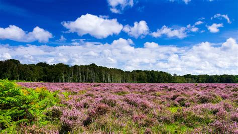 S6 Swifts Sheffield We Have Been Very Lucky And Eternally Grateful To