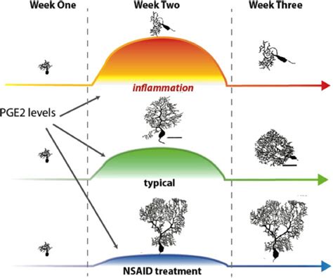 Convergence Of Sex Differences And The Neuroimmune System In Autism