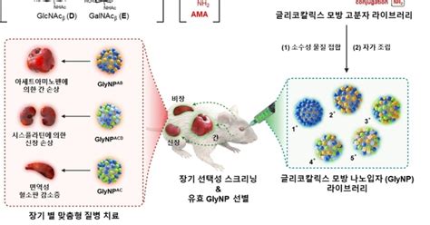 kaist 다양한 장기로 약물 전달하는 나노의약 개발