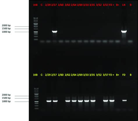 Representative Results Of A Nested Pcr Amplification With Bn Specific Download Scientific