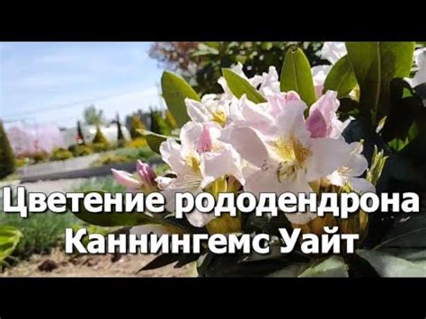 Цветение рододендрона Каннингемс Уайт | Rhododendron cunningham's white ...