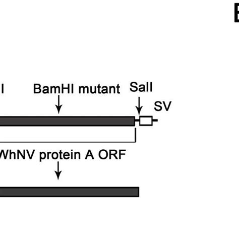 Expression Of Recombinant WhNV Protein A A Schematic Representation