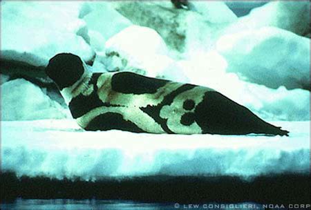 Ribbon Seals Marinebio Conservation Society