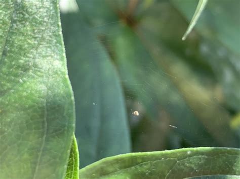 Tiny Web For A Tiny Spider R Spiders