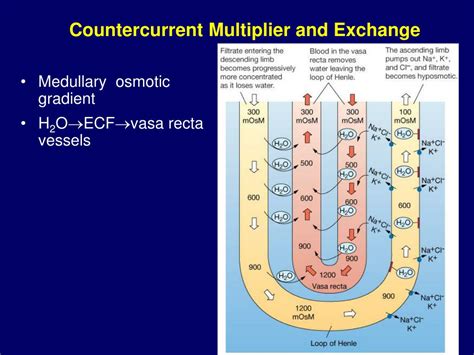 Function Of Countercurrent Multiplier At Tommy Lotts Blog