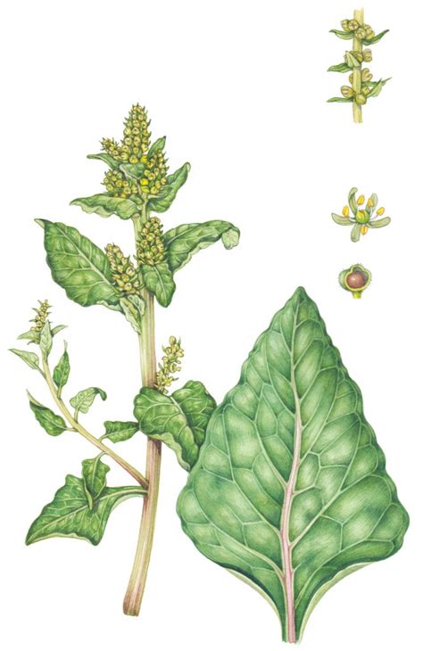 Halophytes Salt Tolerant Plants Artists Blogs Medical Illustration Sourcebook