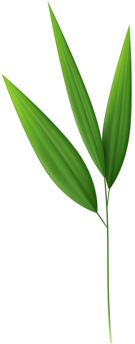 Bamboo Leaves Png Clipart Gallery Yopriceville High Quality Free