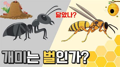 개미는 벌인가 Youtube
