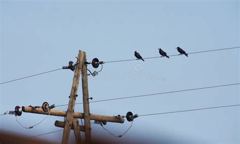 Birds Are Sitting On Electric Wires Against The Background Stock Image
