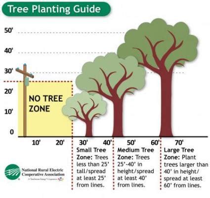 Tree Planting Near Your Home Assessing Safety Riveal