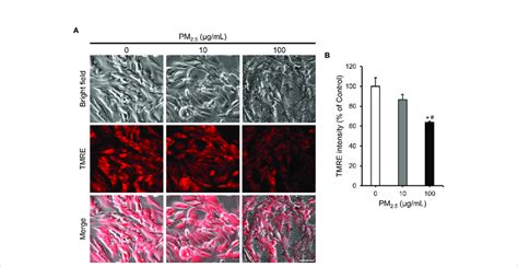 Reduction In Mitochondrial Membrane Potential In Pm 2 5 Treated Hl 1 Download Scientific