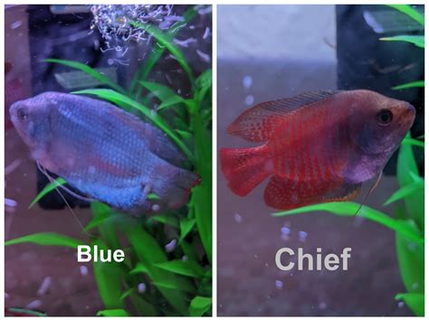 Can Anyone Help Sex My Gouramies The Red One Keeps Chasing The Blue One Not Sure If Hes