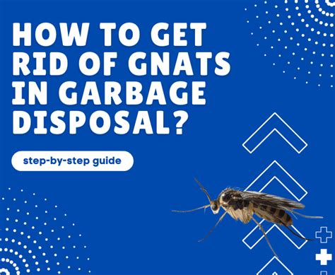 How To Get Rid Of Gnats In Garbage Disposal Quick Ways