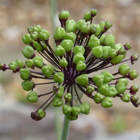 Photo Of The Seed Pods Or Heads Of Allium Posted By Lorimt