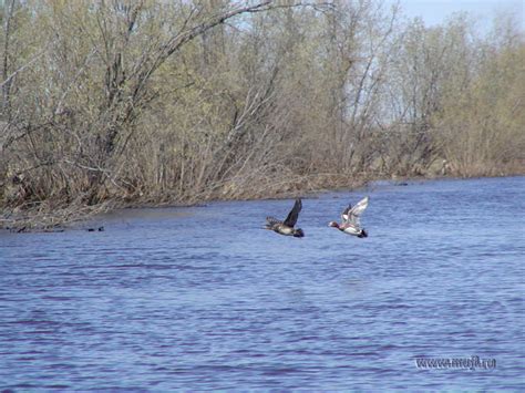 Фотогалерея Фотографии природы